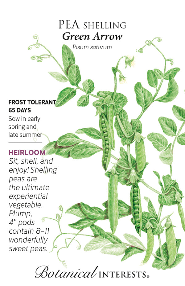 Pea - 'Green Arrow' Shelling Pea Seeds – The Grainery Greenhouse