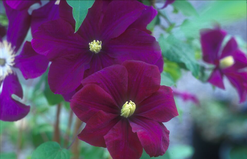 Clematis - ‘Warsaw Nike' Clematis – The Grainery Greenhouse